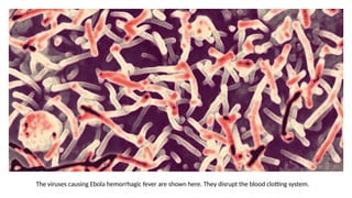EBOLA VIRUS: INTRO, SPECIES, STRUCTURE, GENOME, LIFE CYCLE, REVERSE ...