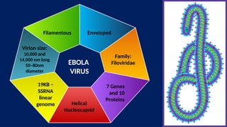 EBOLA VIRUS: INTRO, SPECIES, STRUCTURE, GENOME, LIFE CYCLE, REVERSE ...