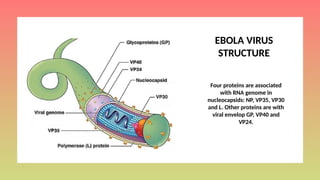 EBOLA VIRUS: INTRO, SPECIES, STRUCTURE, GENOME, LIFE CYCLE, REVERSE ...