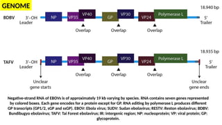 EBOLA VIRUS: INTRO, SPECIES, STRUCTURE, GENOME, LIFE CYCLE, REVERSE ...