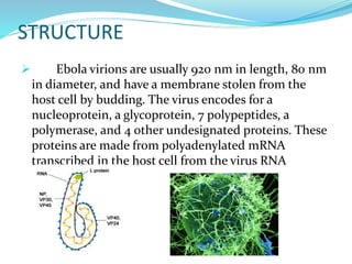 Ebola virus complete ppt students of jcpt -m.b | PPTX