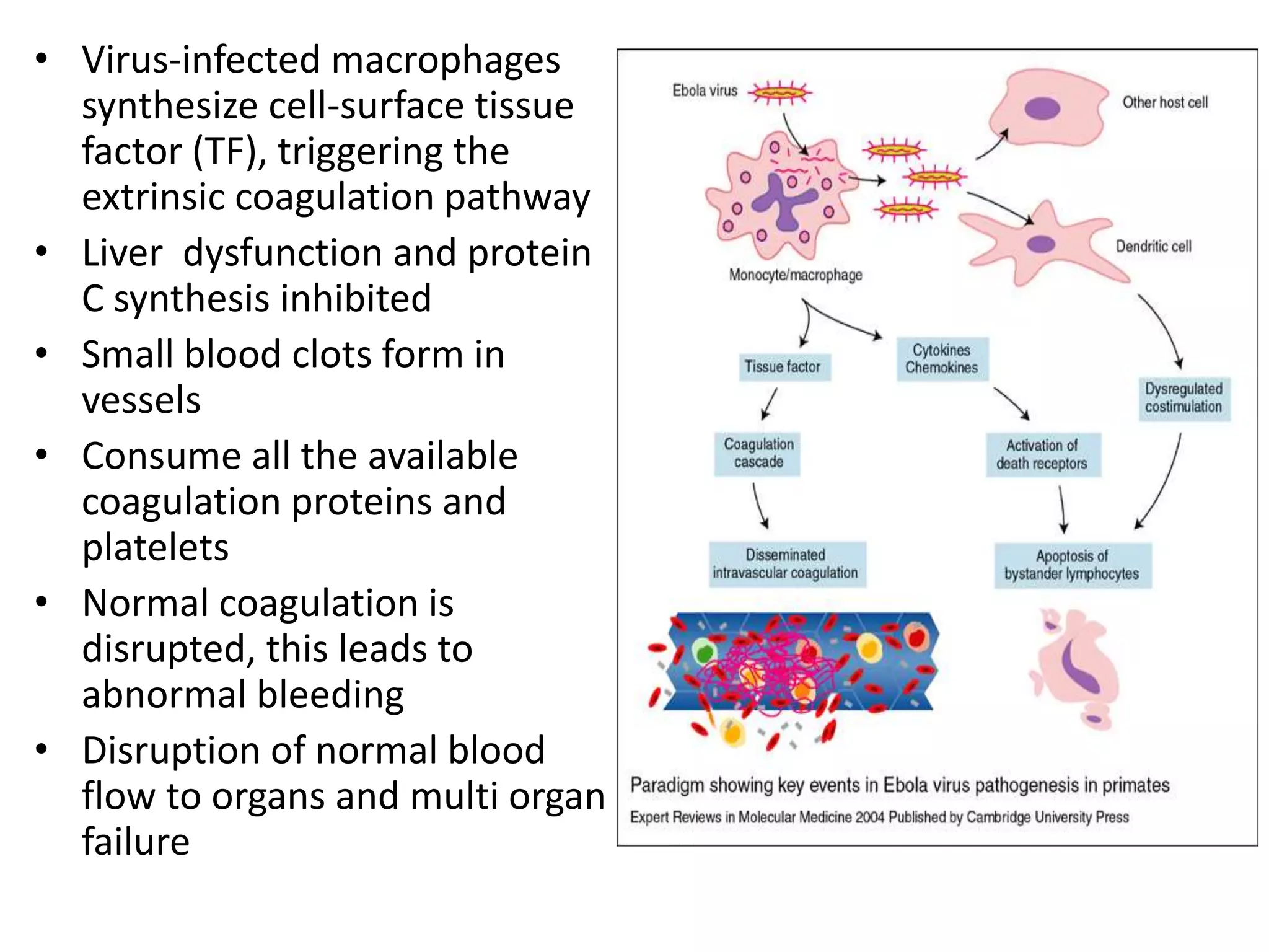 Ebola virus pathogenesis, lab diagnosis | PPTX