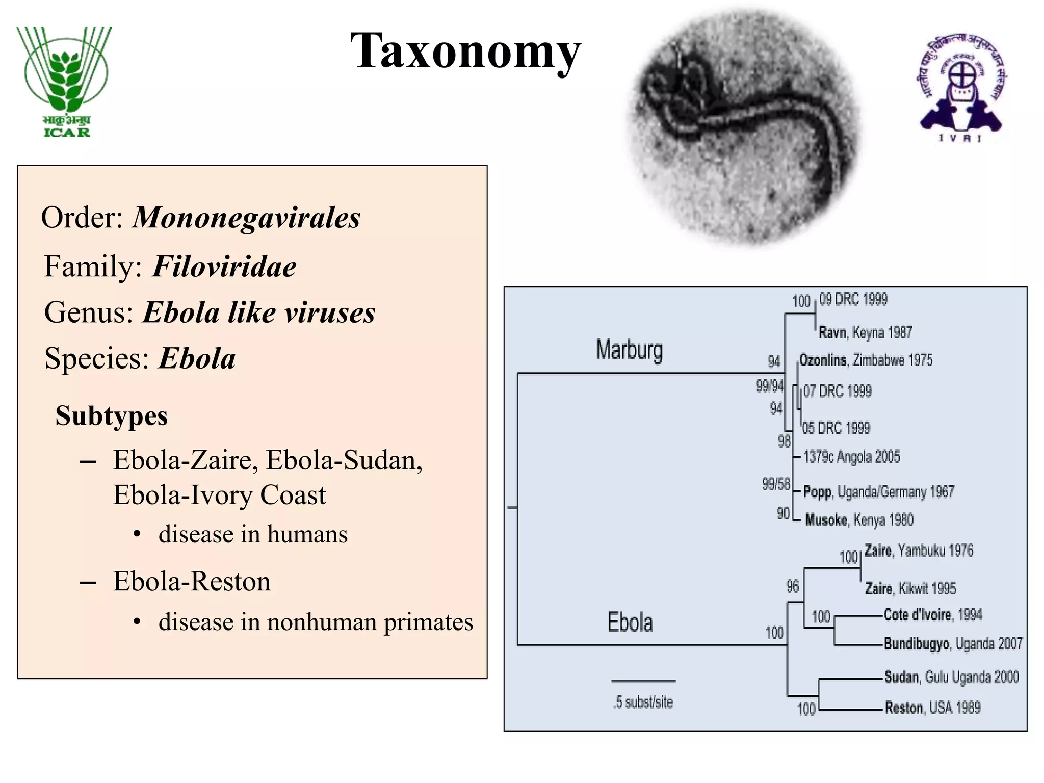 Marburg and Ebola viruses | PPTX