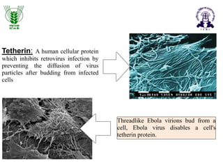 Marburg and Ebola viruses | PPTX