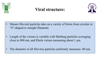 Marburg and Ebola viruses | PPTX