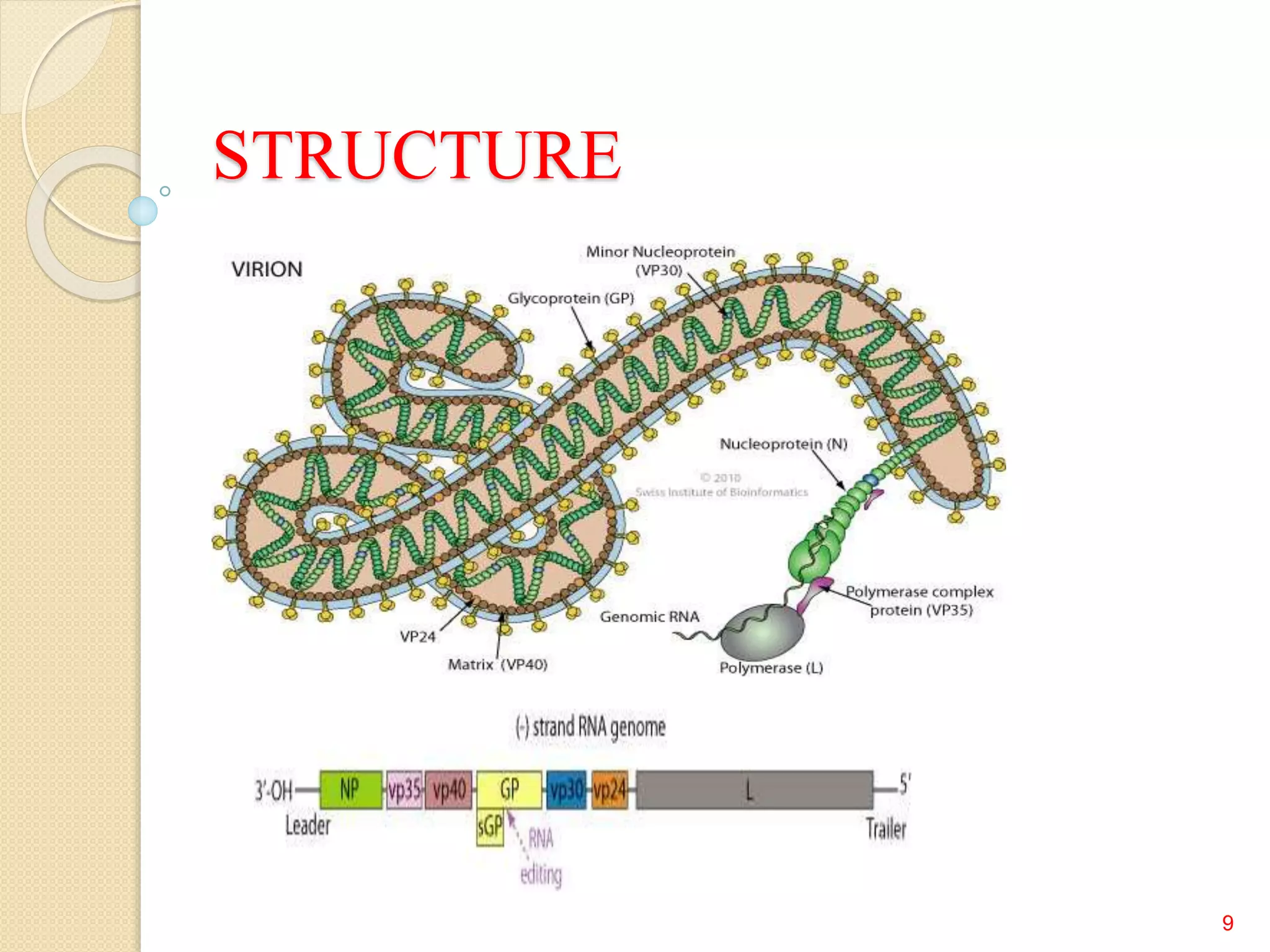 Ebola virus ppt | PPTX