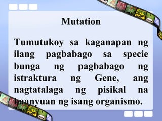 Ebolusyon ng tao | PPTX