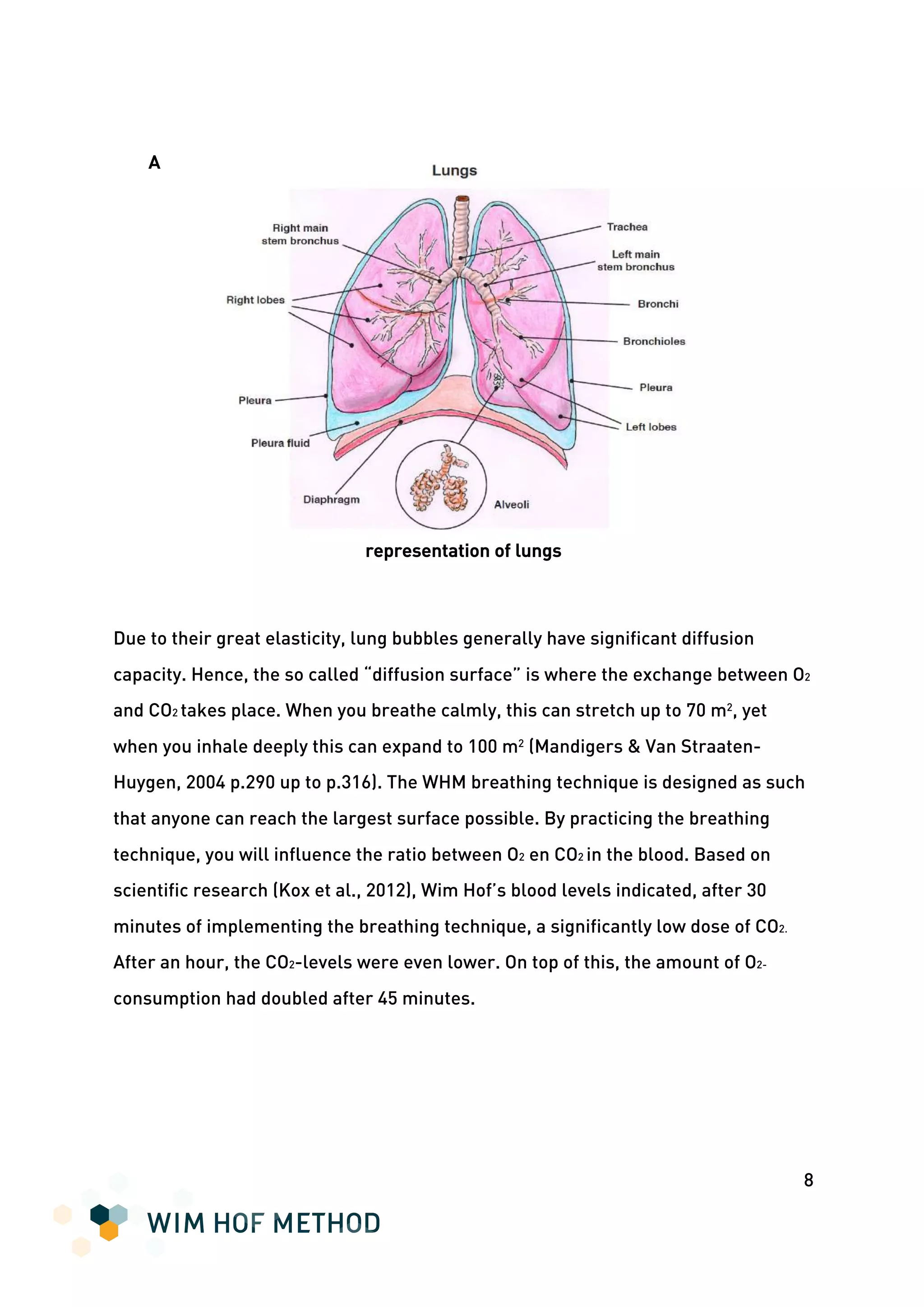 Ebook the-wim-hof-method-explained-en | PDF