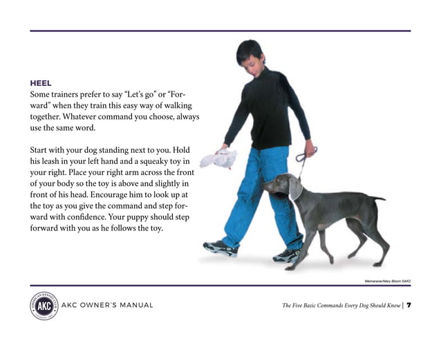 The 5 Basic Commands Every Dog Should Know | PDF