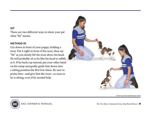 The 5 Basic Commands Every Dog Should Know | PDF