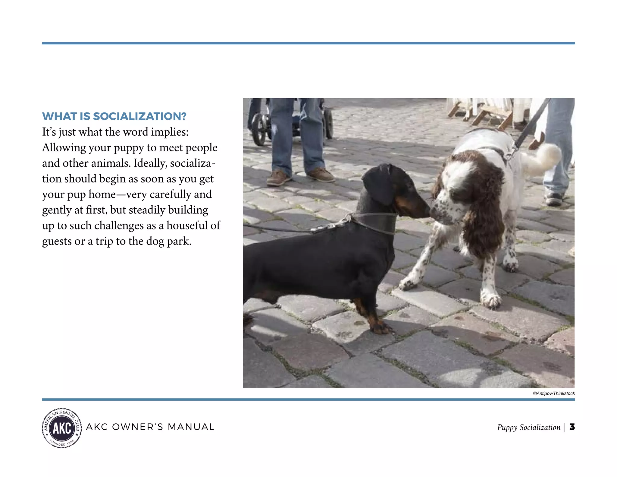 Socializing Your Dog | PDF