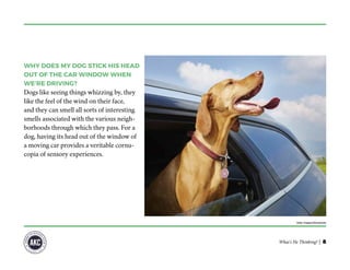 What's my dog thinking? | PDF