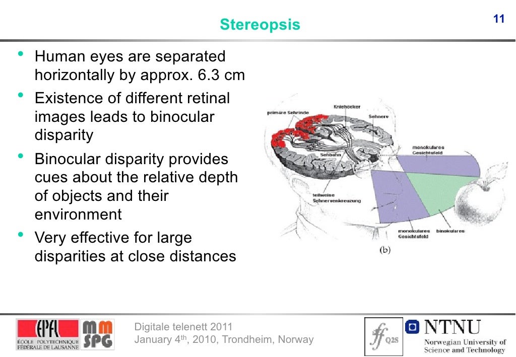 11 Stereopsis • Human eyes