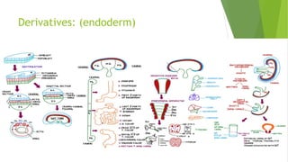 EBRYOGENESIS BY HASSAN SHAH ARYANI GROUP 18.pptx