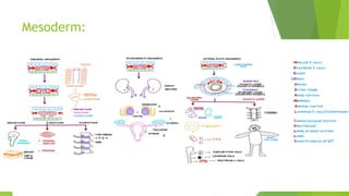 EBRYOGENESIS BY HASSAN SHAH ARYANI GROUP 18.pptx