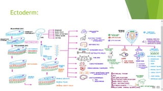 EBRYOGENESIS BY HASSAN SHAH ARYANI GROUP 18.pptx