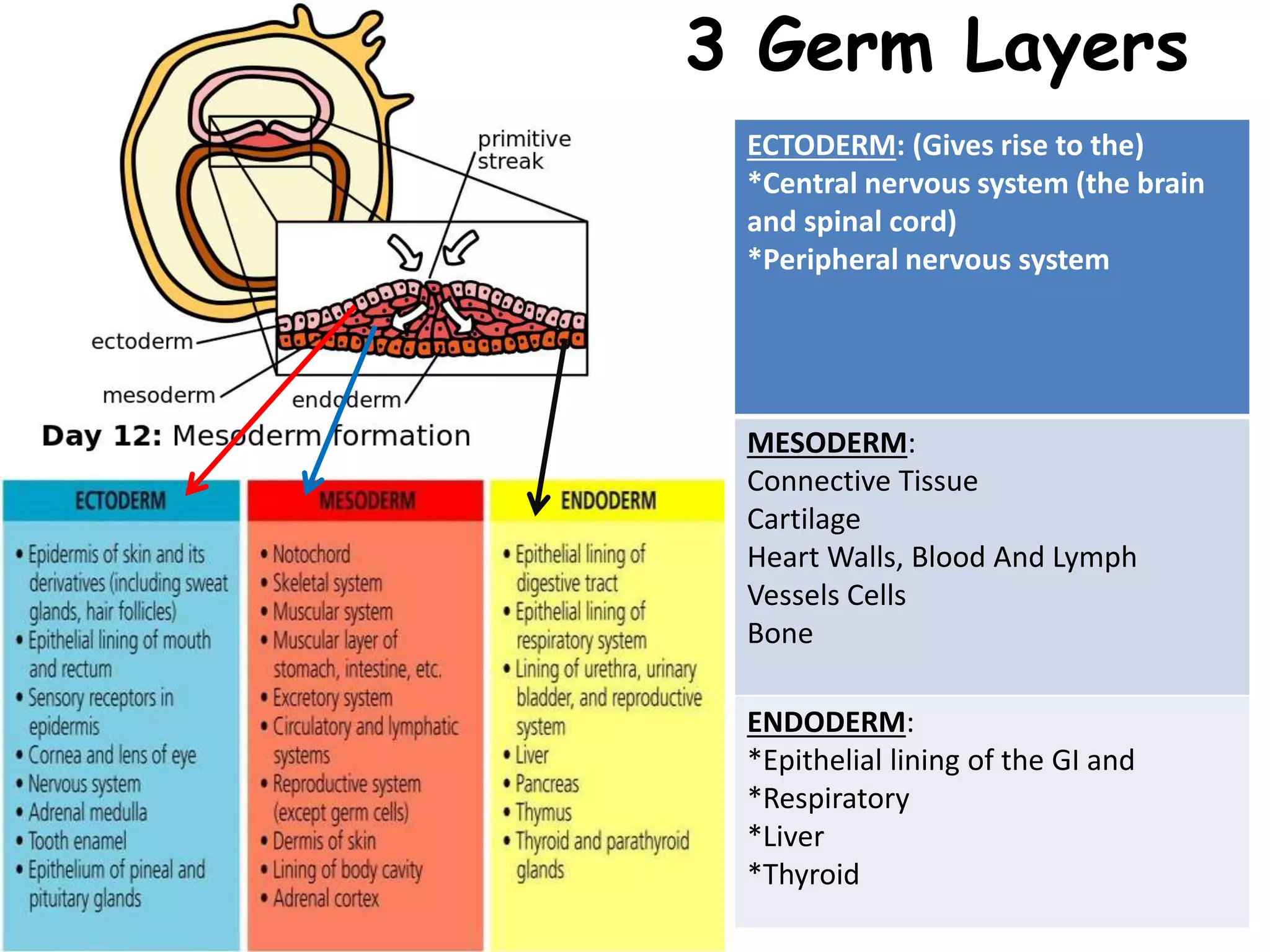 Embryology of eye | PPTX