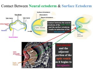 Embryology of eye | PPTX
