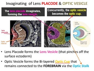 Embryology of eye | PPTX