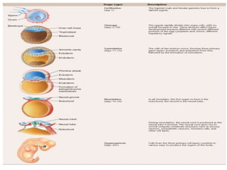 Embryology of eye | PPTX