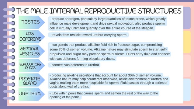 Constitutes Contributes An Individual Sex And What Is Sexuality Pdf