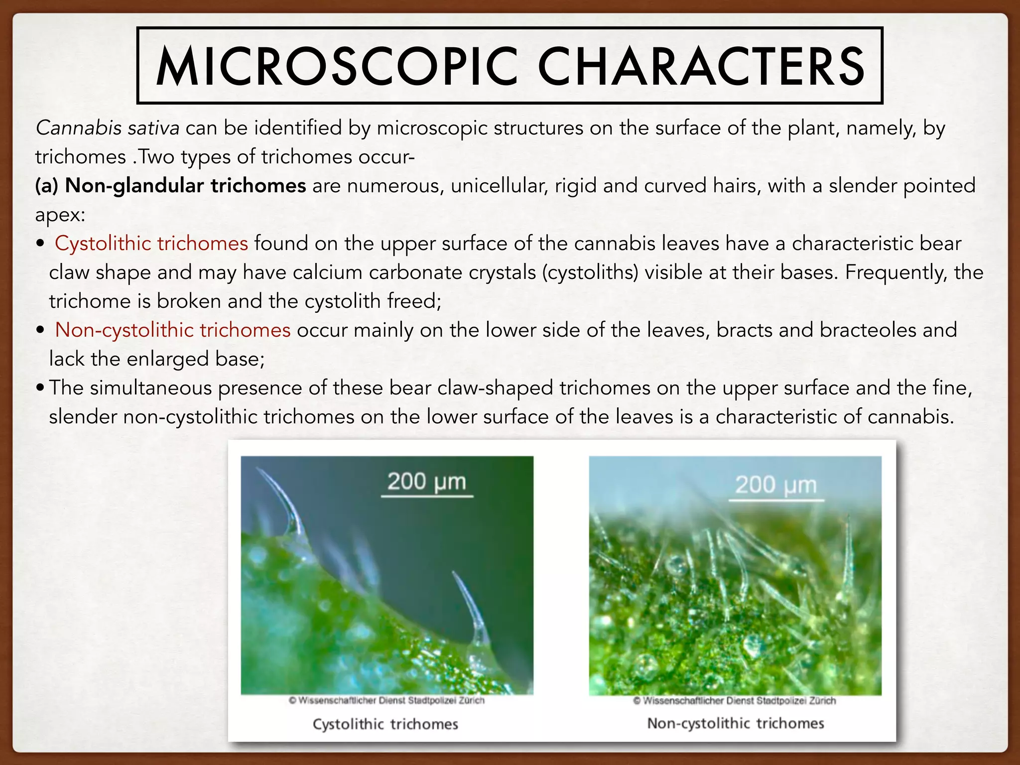 Cannabis | PDF