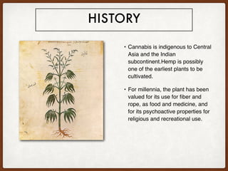 Cannabis | PDF