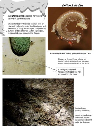 Cave Guide with Pictures Reduced size | PDF