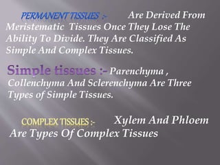 Tissues | PPTX