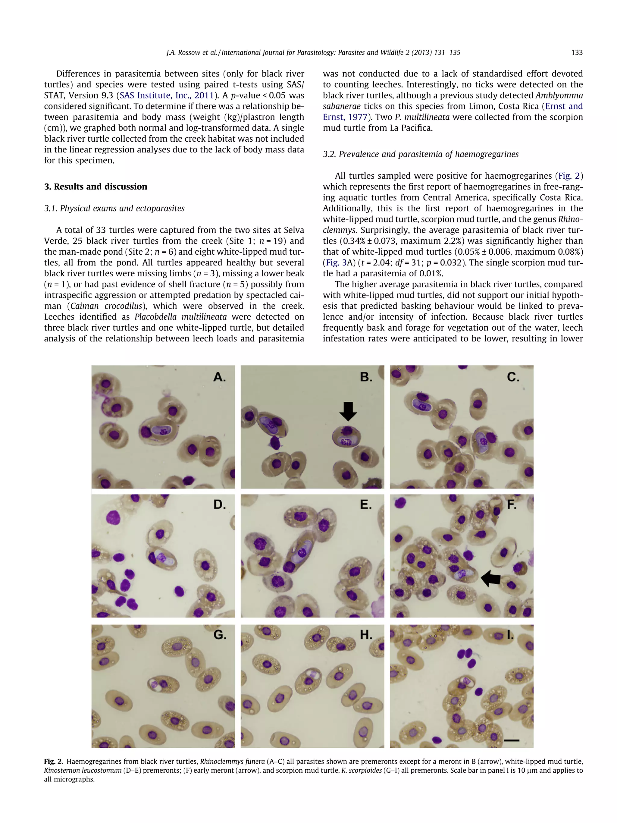 Haemogregarine in turtle | PDF