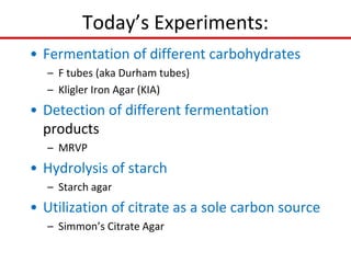 F 15 Lab 22 Carbohydrate metabolism | PPT