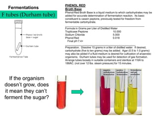 F 15 Lab 22 Carbohydrate metabolism | PPT