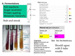F 15 Lab 22 Carbohydrate metabolism | PPT