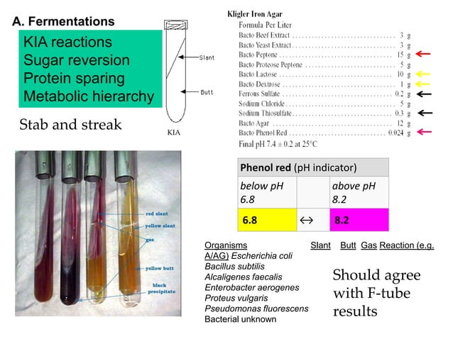 F 15 Lab 22 Carbohydrate metabolism | PPT