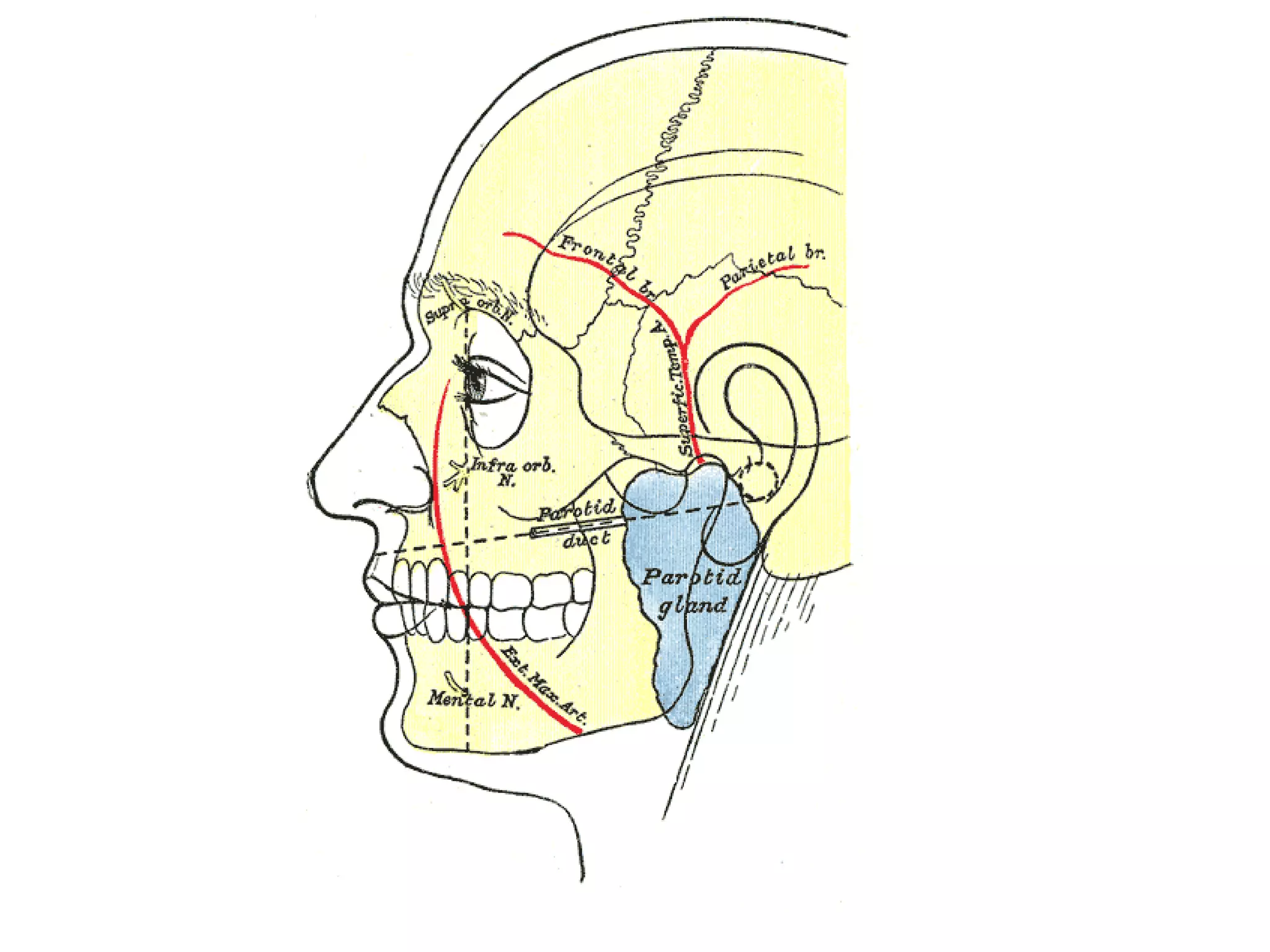 Anatomy of the external carotid artery (ECA) | PPT