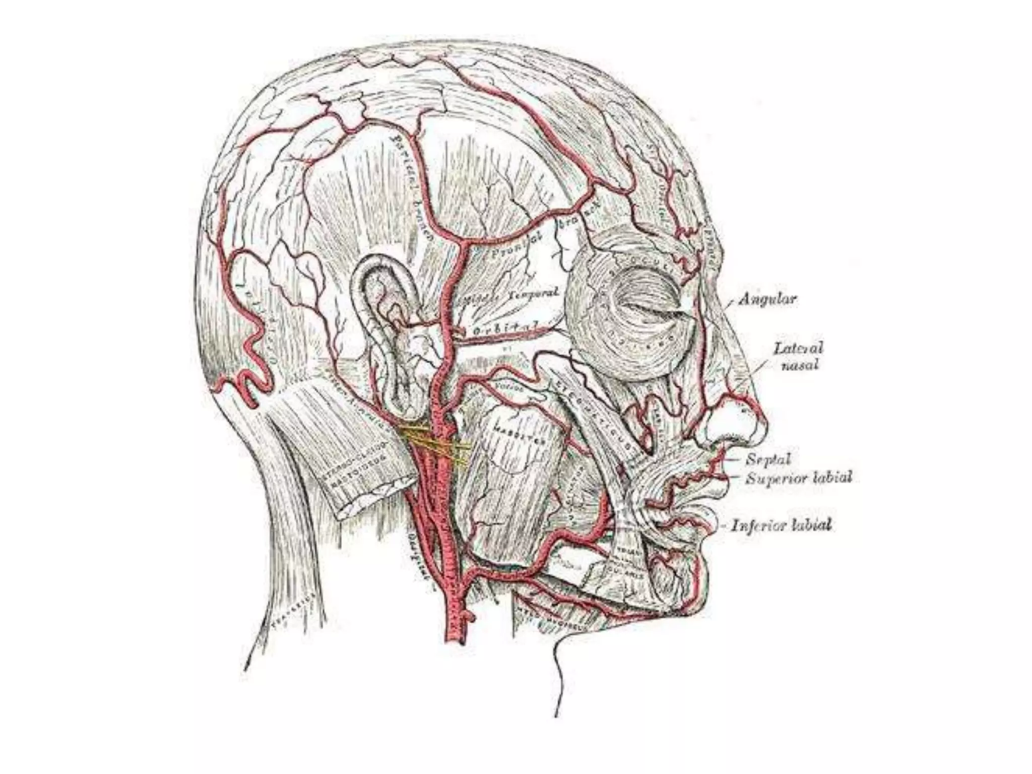 Anatomy of the external carotid artery (ECA) | PPT