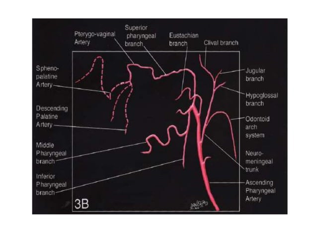 Anatomy of the external carotid artery (ECA) | PPT | Death, Injury, or ...