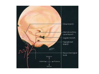 Anatomy of the external carotid artery (ECA) | PPT