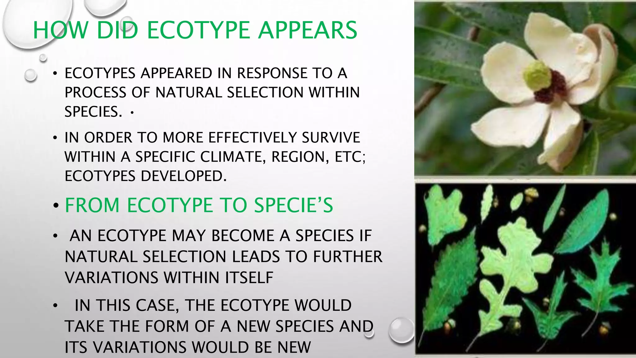 Ecades and ecotype | PPTX