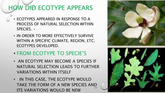 Ecades and ecotype | PPTX | Genetics | Science