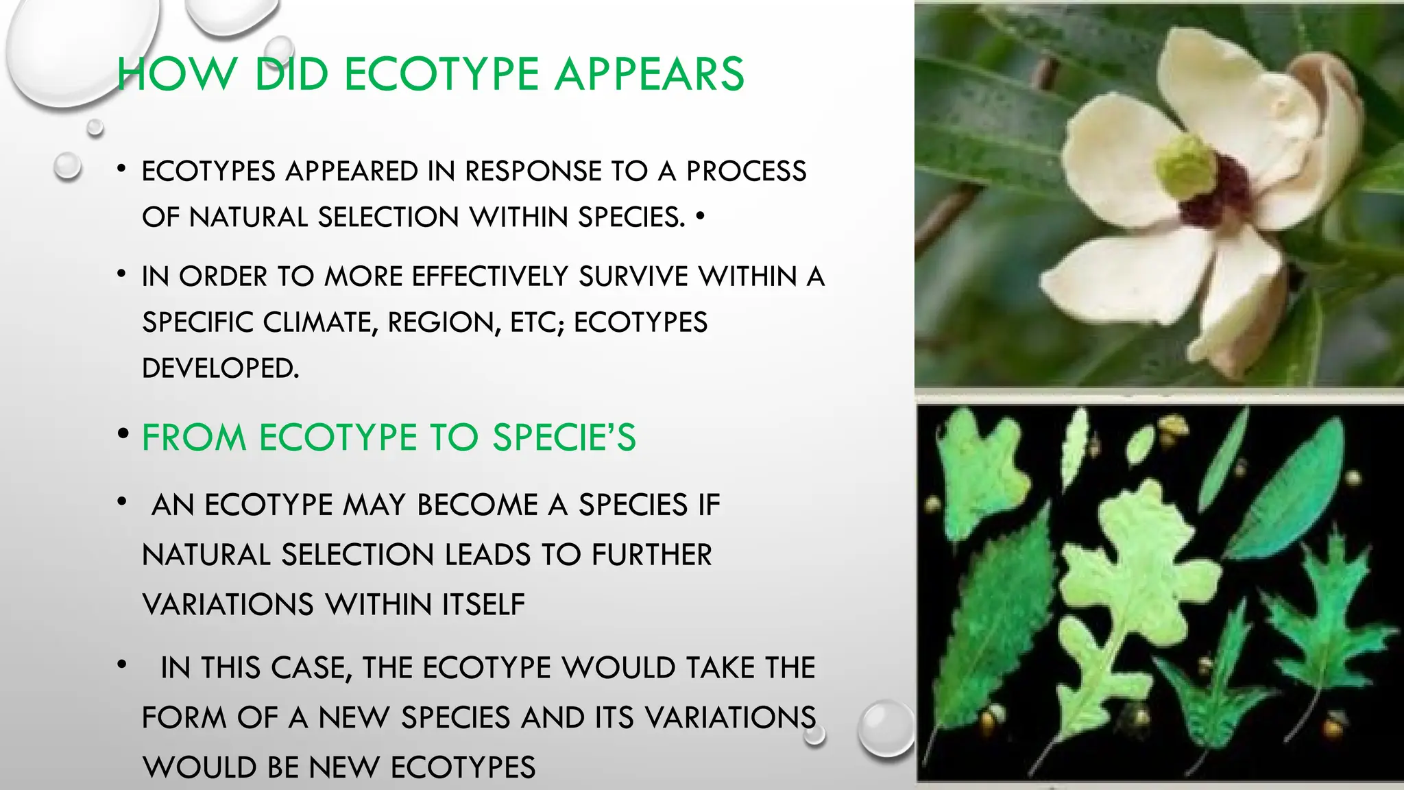 ecades and ecotype are two important concepts | PPTX