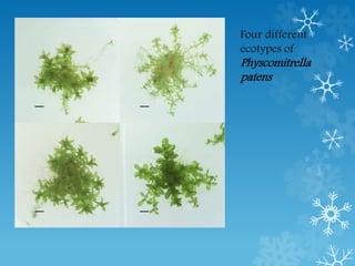 Ecads and ecotypes | PPTX