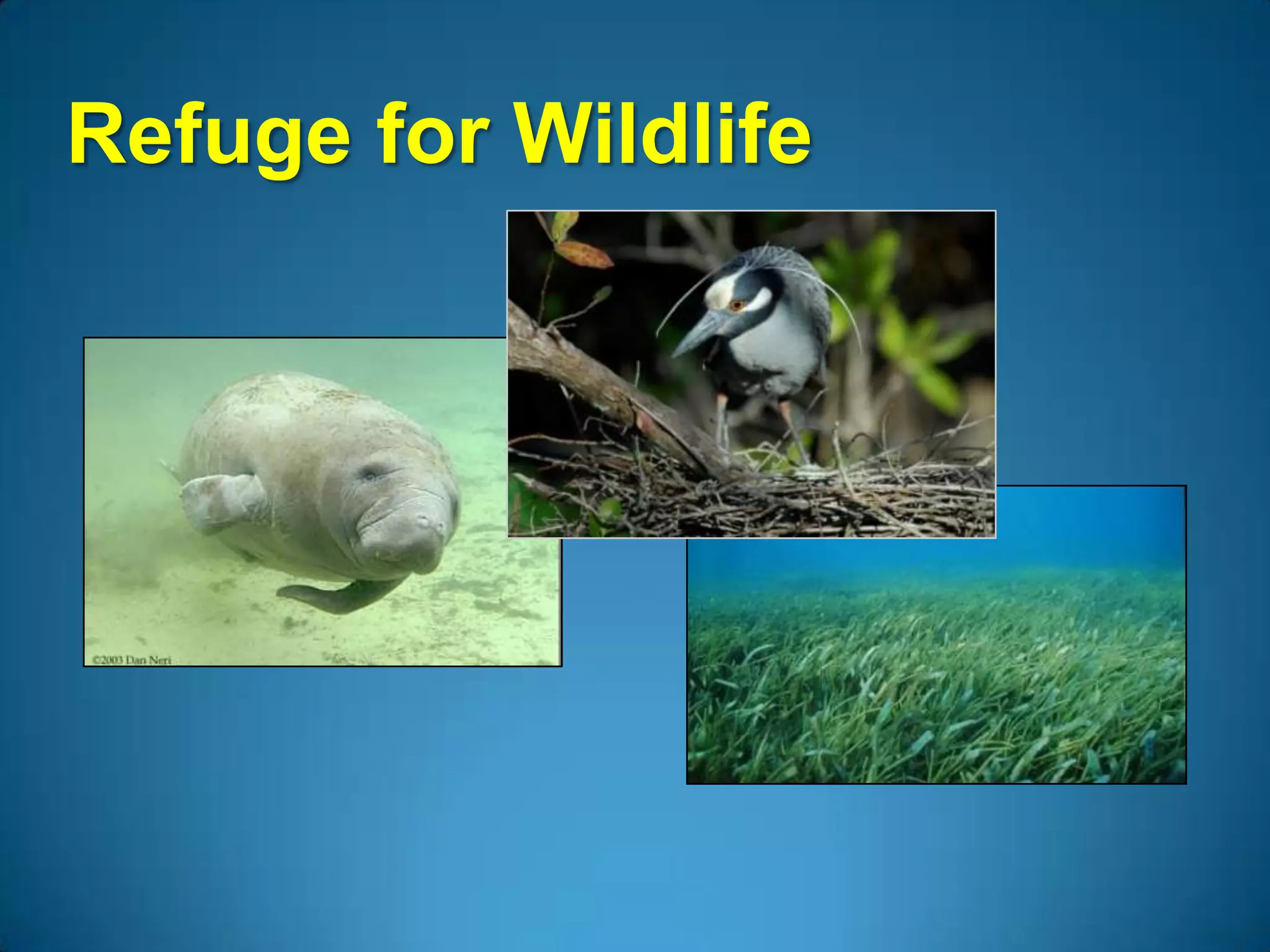 ECA Presentation_2012 | PPT