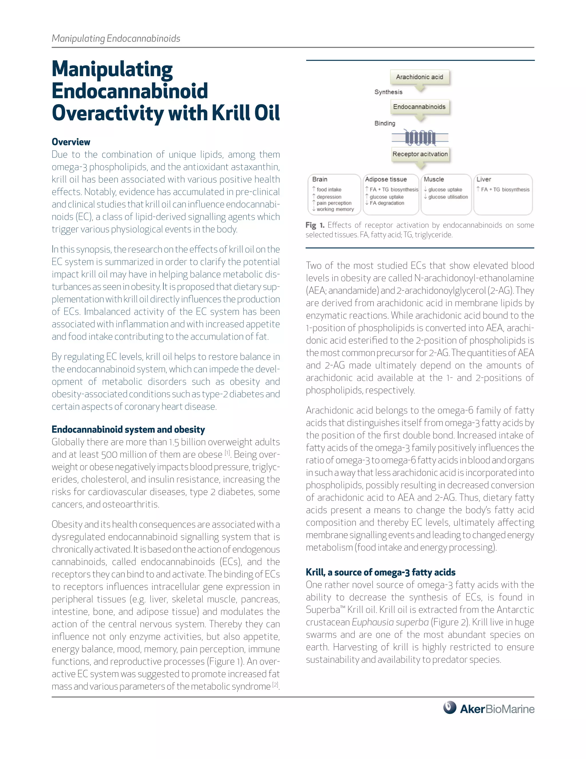 Ecb obesity synopsis brochure 2011 | PDF