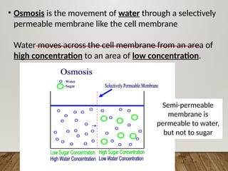EC Cell Transport Lesson 15 Biology.pptx