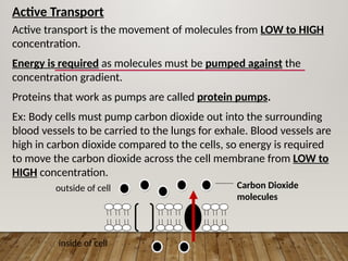 EC Cell Transport Lesson 15 Biology.pptx