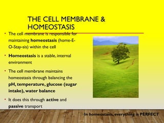 EC Cell Transport Lesson 15 Biology.pptx