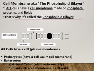 EC Cell Transport Lesson 15 Biology.pptx