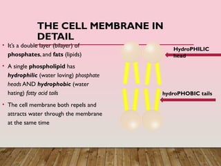 EC Cell Transport Lesson 15 Biology.pptx