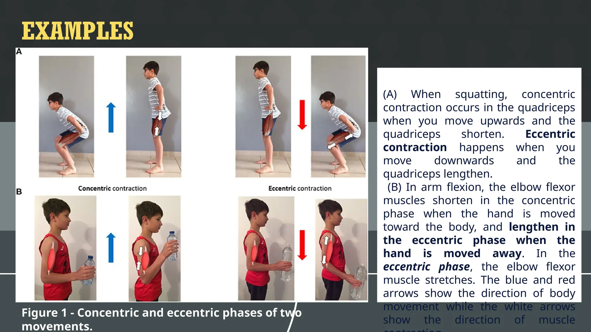 Eccentric-Exercise .pptx